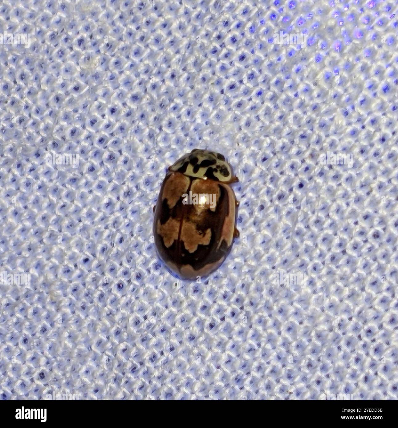 Painted Ladybird (Mulsantina picta Stock Photo - Alamy