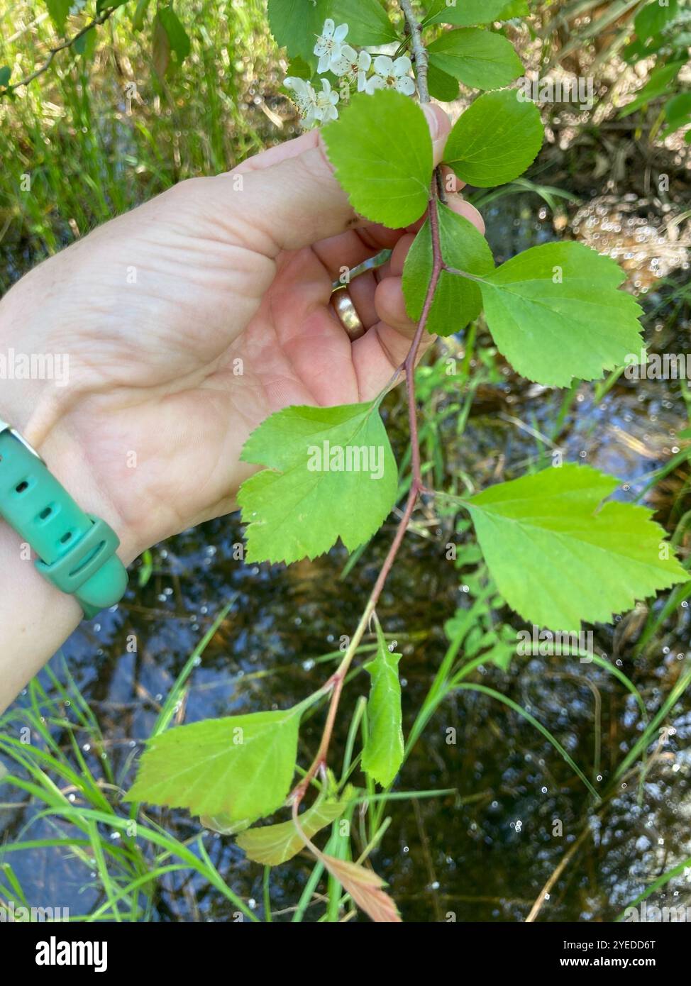 green hawthorn (Crataegus viridis Stock Photo - Alamy