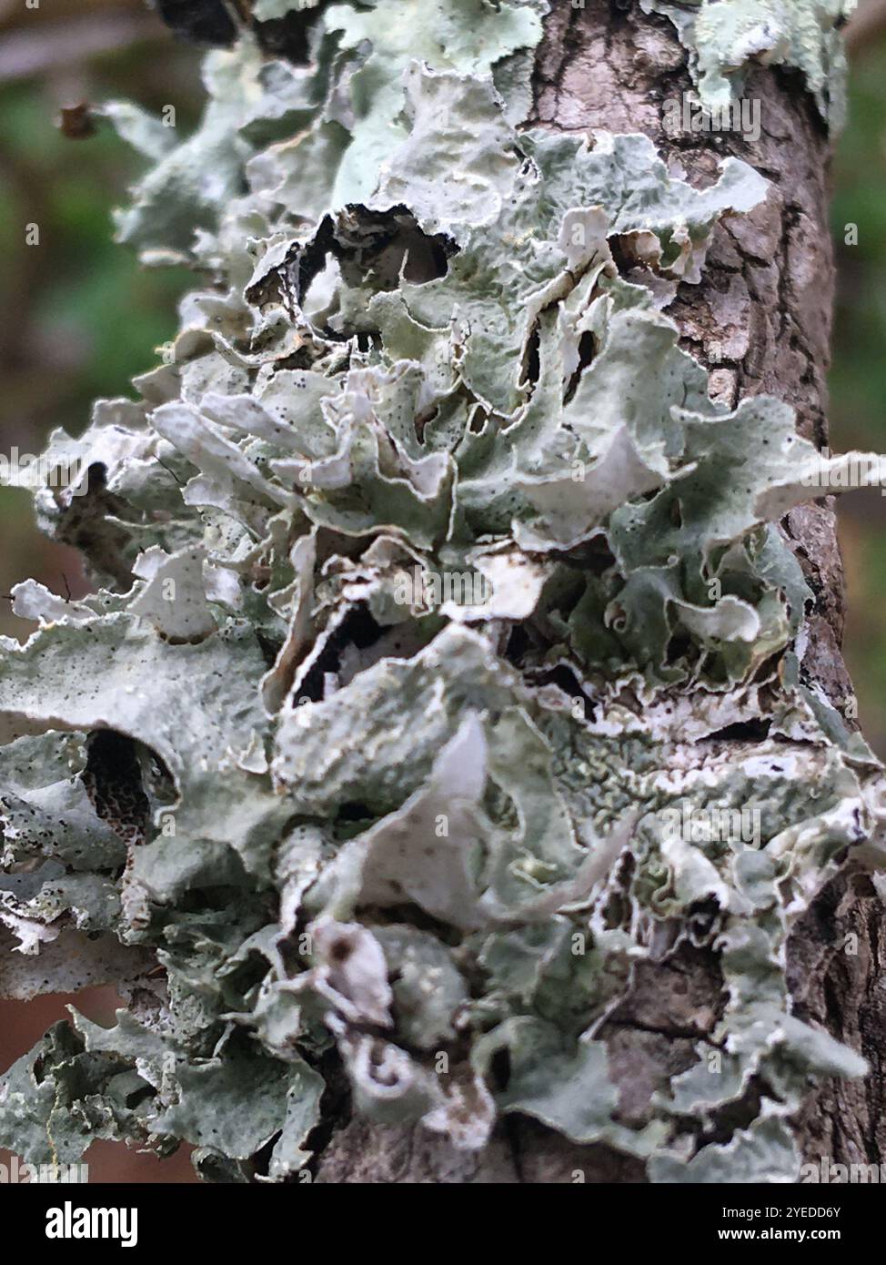 perforated ruffle lichen (Parmotrema perforatum Stock Photo - Alamy