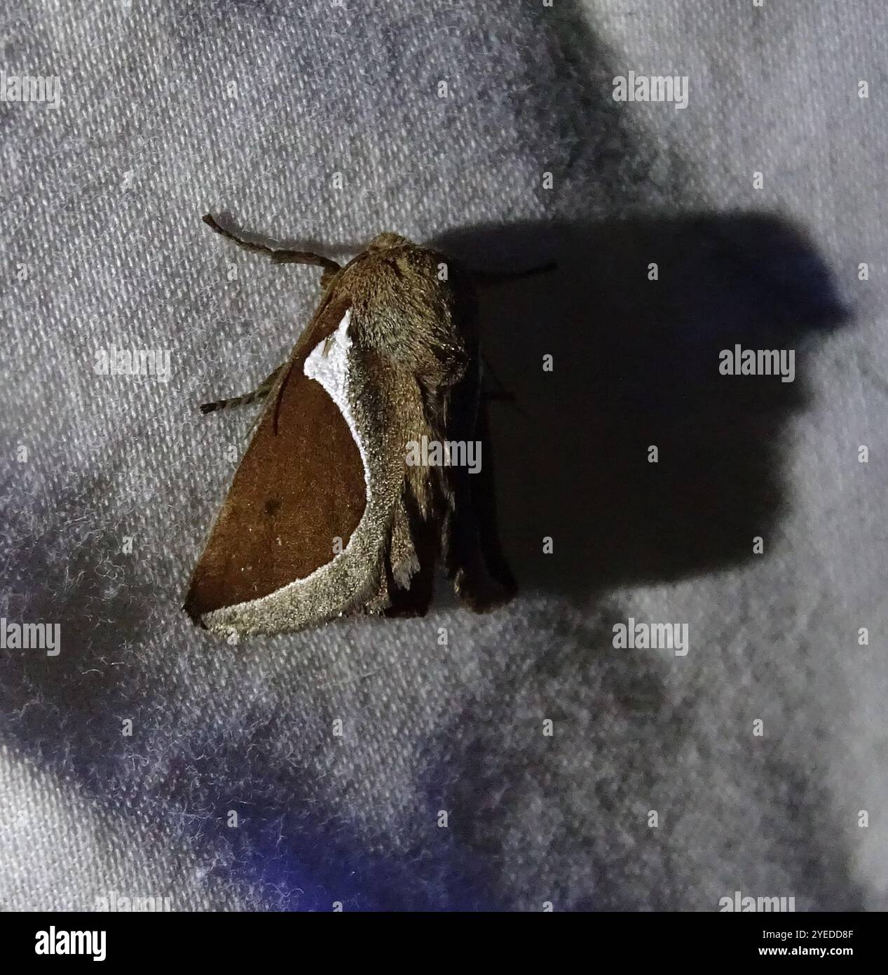 Skiff Moth (Prolimacodes badia Stock Photo - Alamy