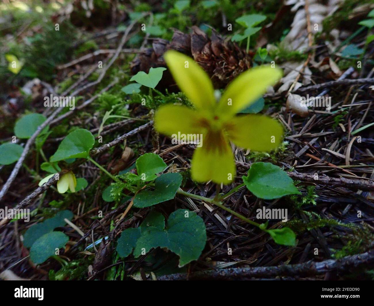 Redwood violet hi-res stock photography and images - Alamy