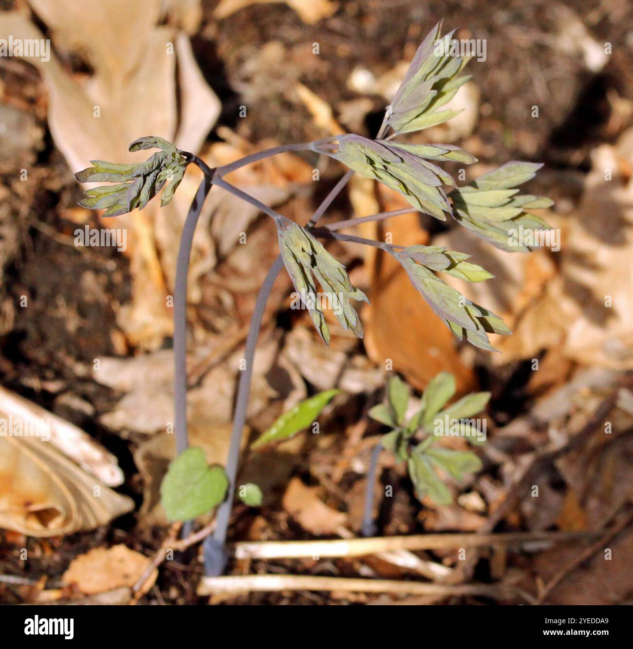 early blue cohosh (Caulophyllum giganteum Stock Photo - Alamy