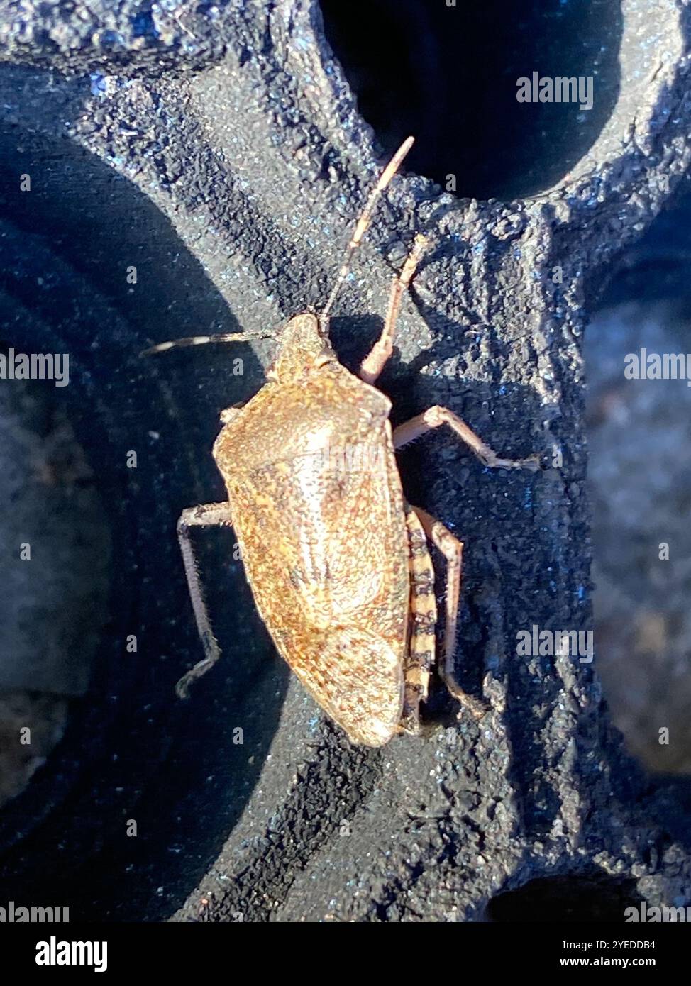Mottled bug rhaphigaster nebulosa hi-res stock photography and images ...