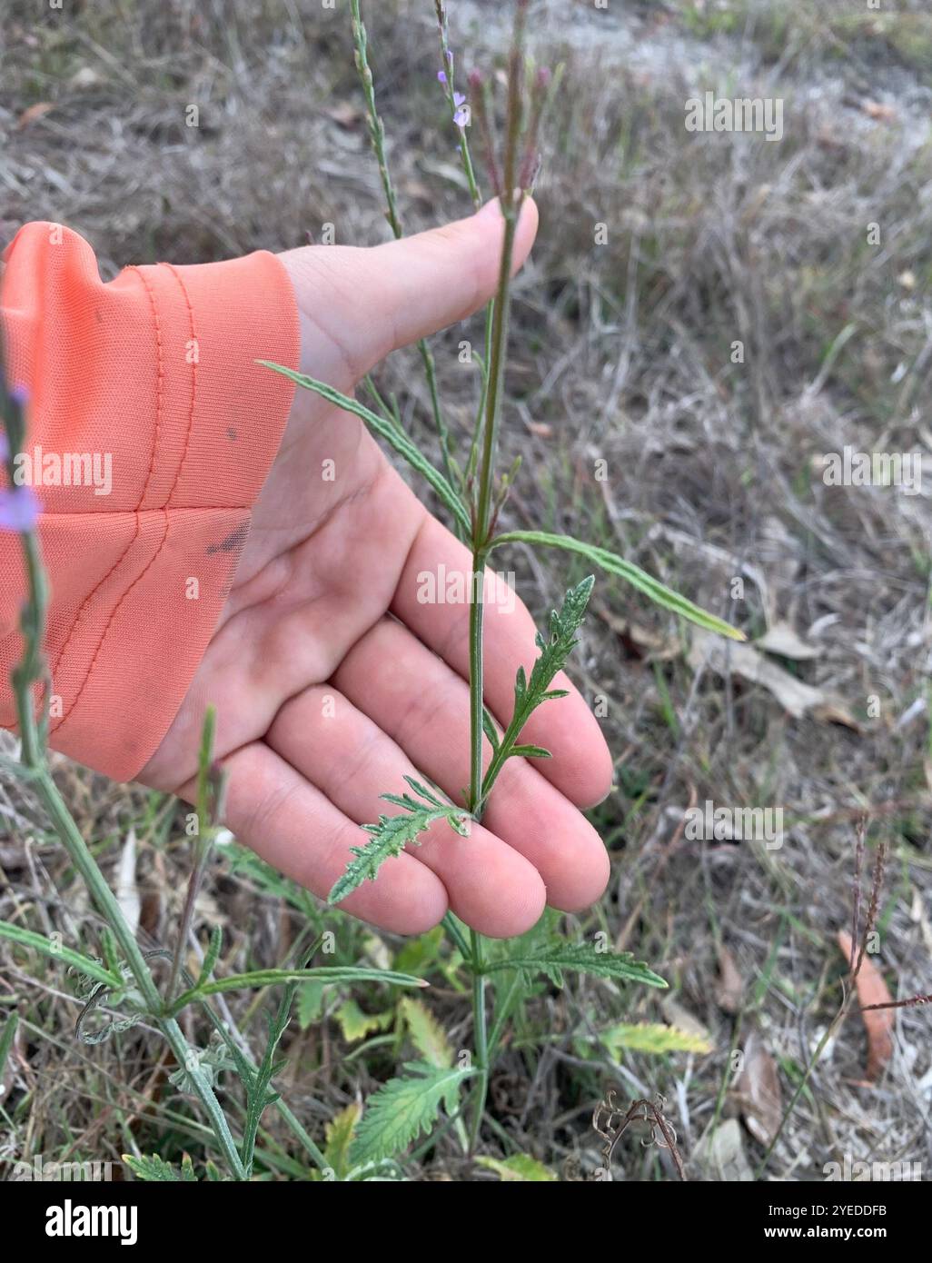 Texas vervain hi-res stock photography and images - Alamy