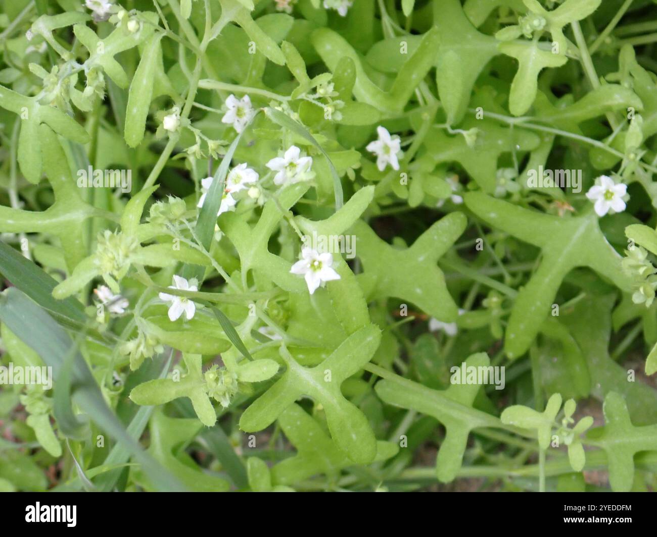 white fiesta flower (Pholistoma membranaceum Stock Photo - Alamy