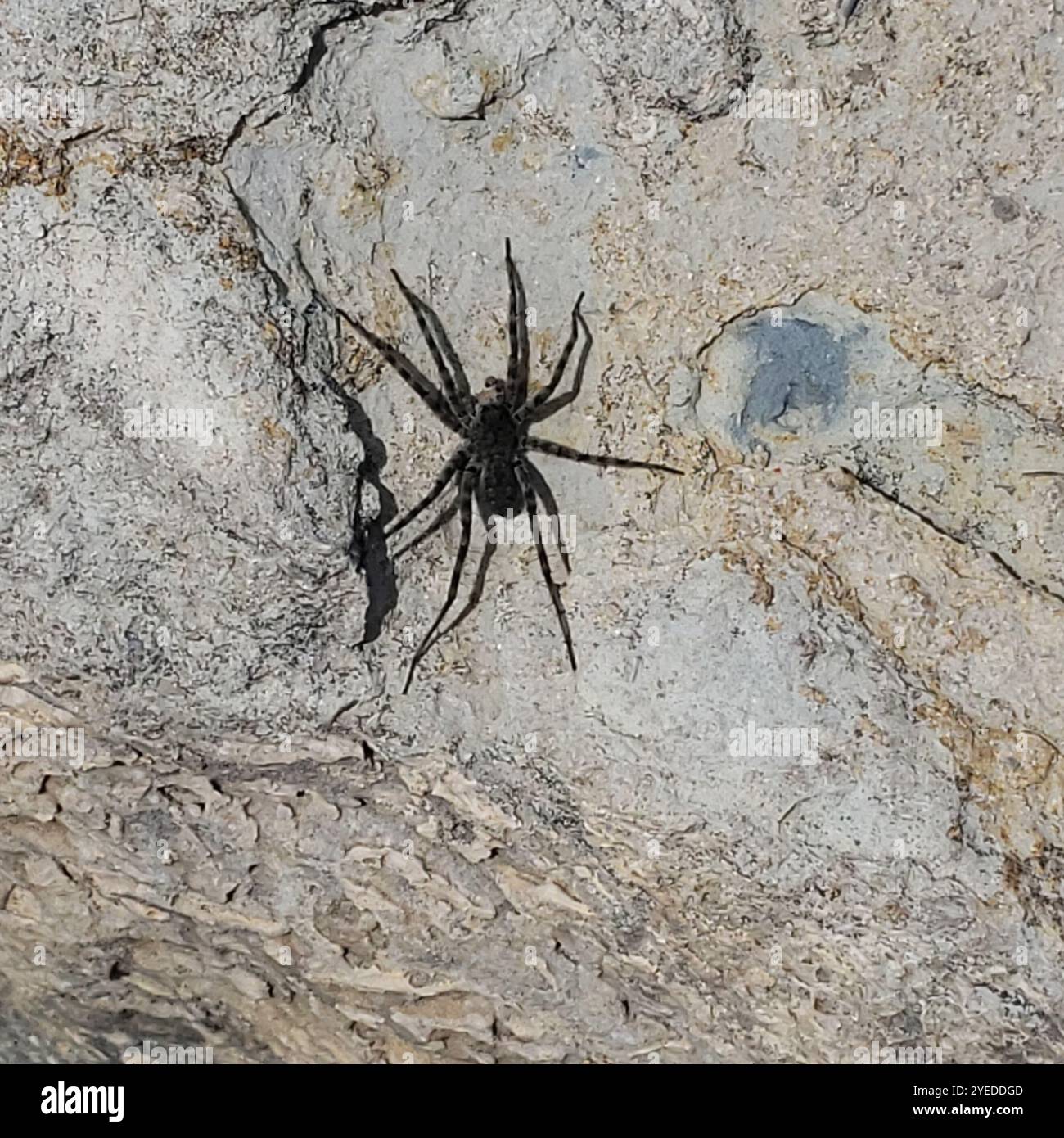 Thin-legged Wolf Spiders (Pardosa Stock Photo - Alamy