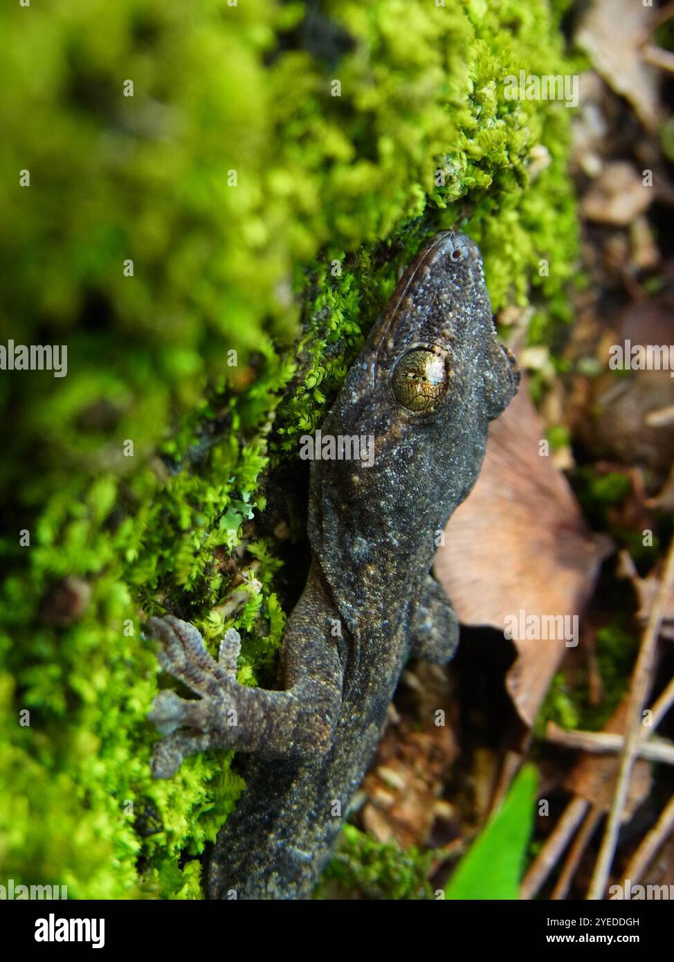 Gekko japonicus hi-res stock photography and images - Alamy