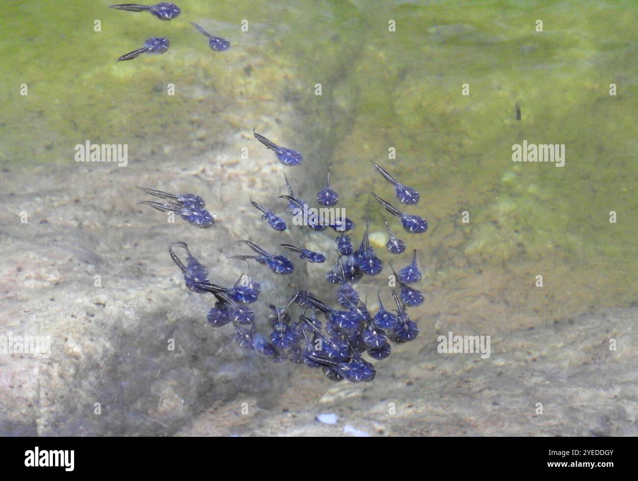 Marbled rubber frog (Phrynomantis annectens Stock Photo - Alamy