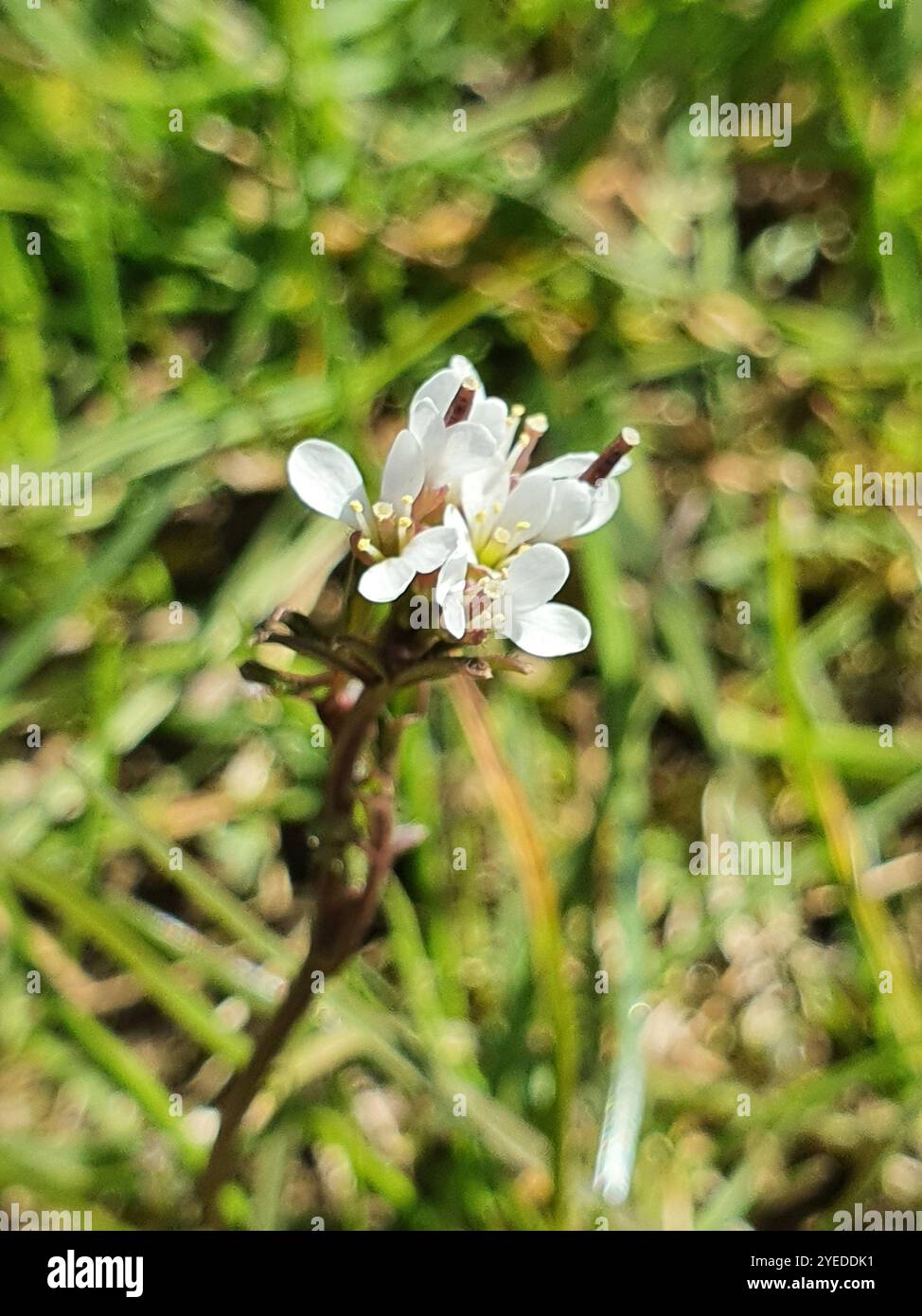 hairy bittercress (Cardamine hirsuta Stock Photo - Alamy