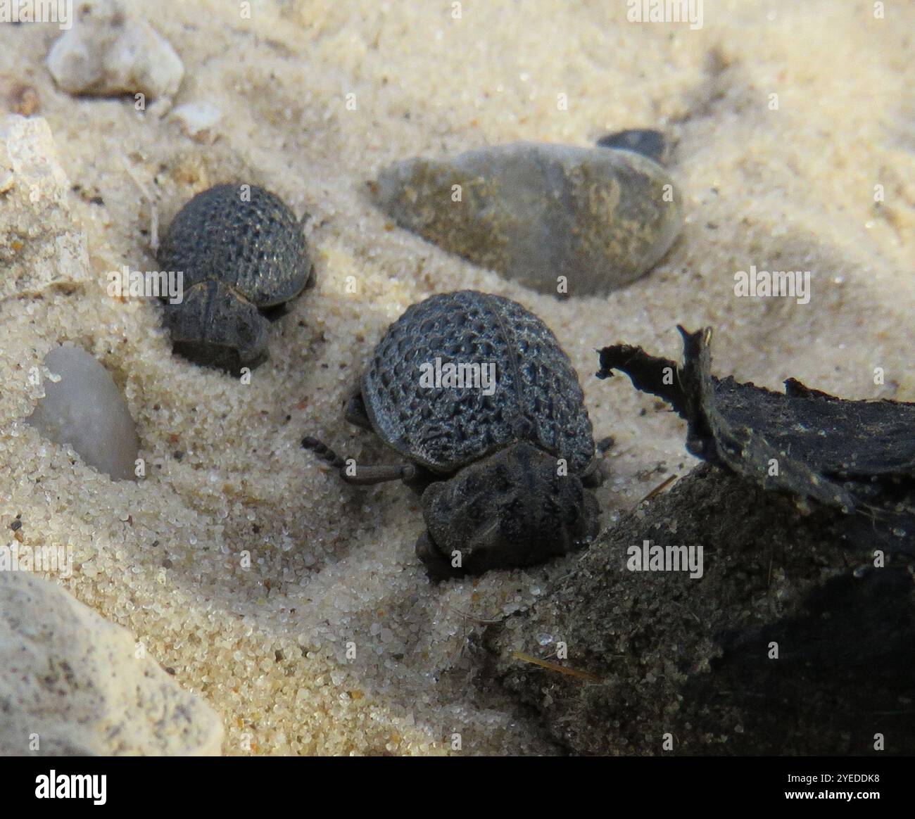 Carcass Beetles (Omorgus Stock Photo - Alamy