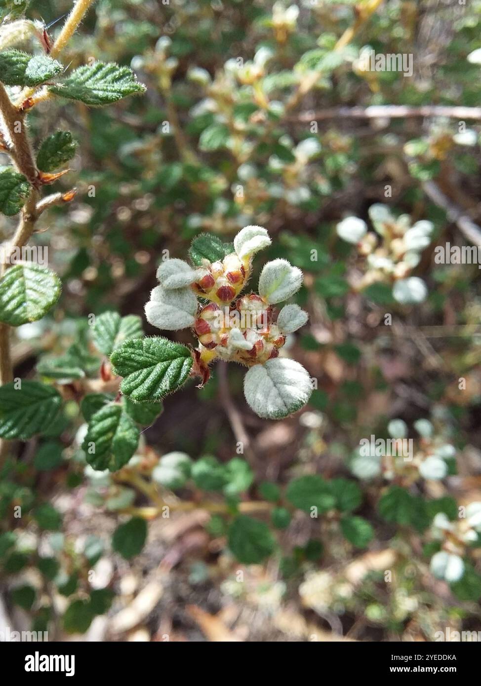 Spyridium parvifolium hi-res stock photography and images - Alamy