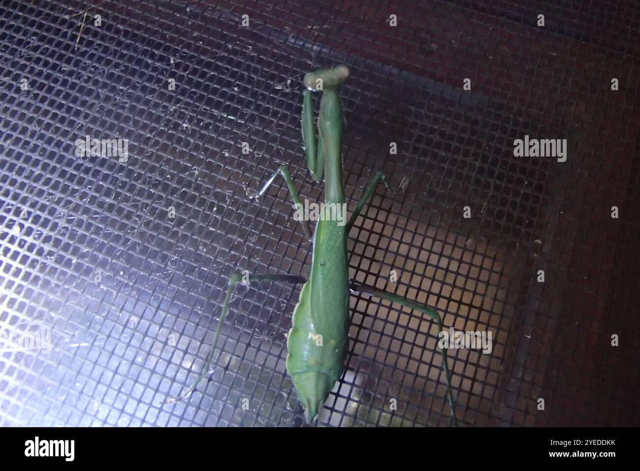 False garden mantis hi-res stock photography and images - Alamy