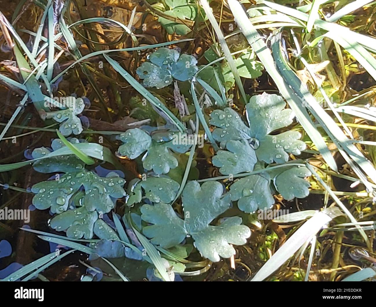 cursed crowfoot (Ranunculus sceleratus Stock Photo - Alamy
