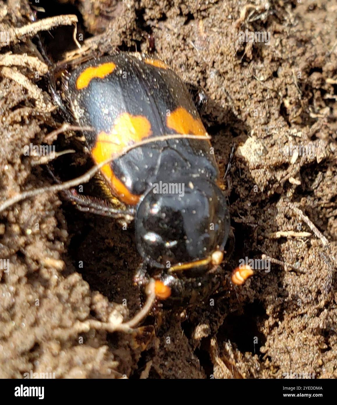 Say's Burying Beetle (Nicrophorus sayi Stock Photo - Alamy
