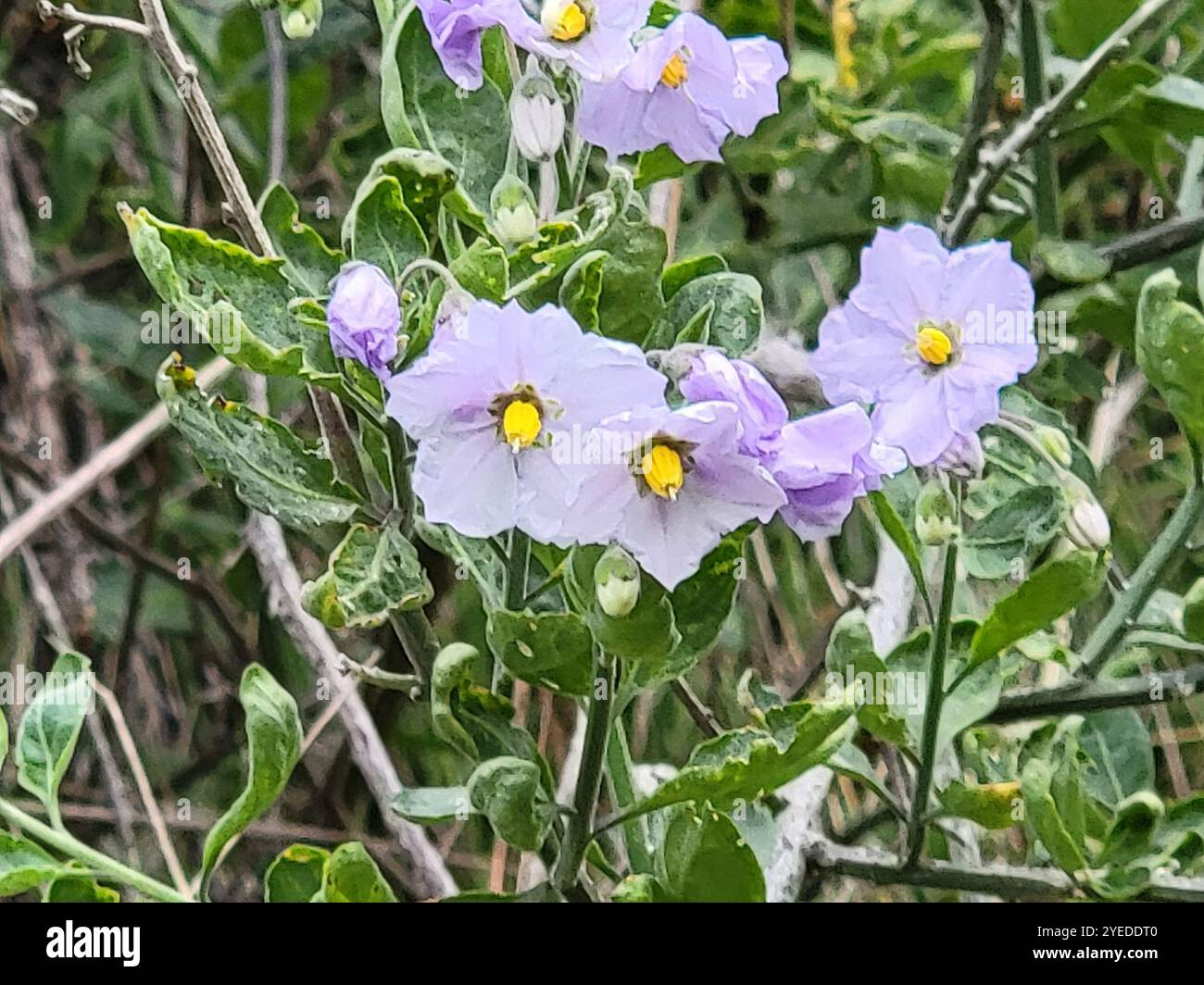 bluewitch nightshade (Solanum umbelliferum Stock Photo - Alamy