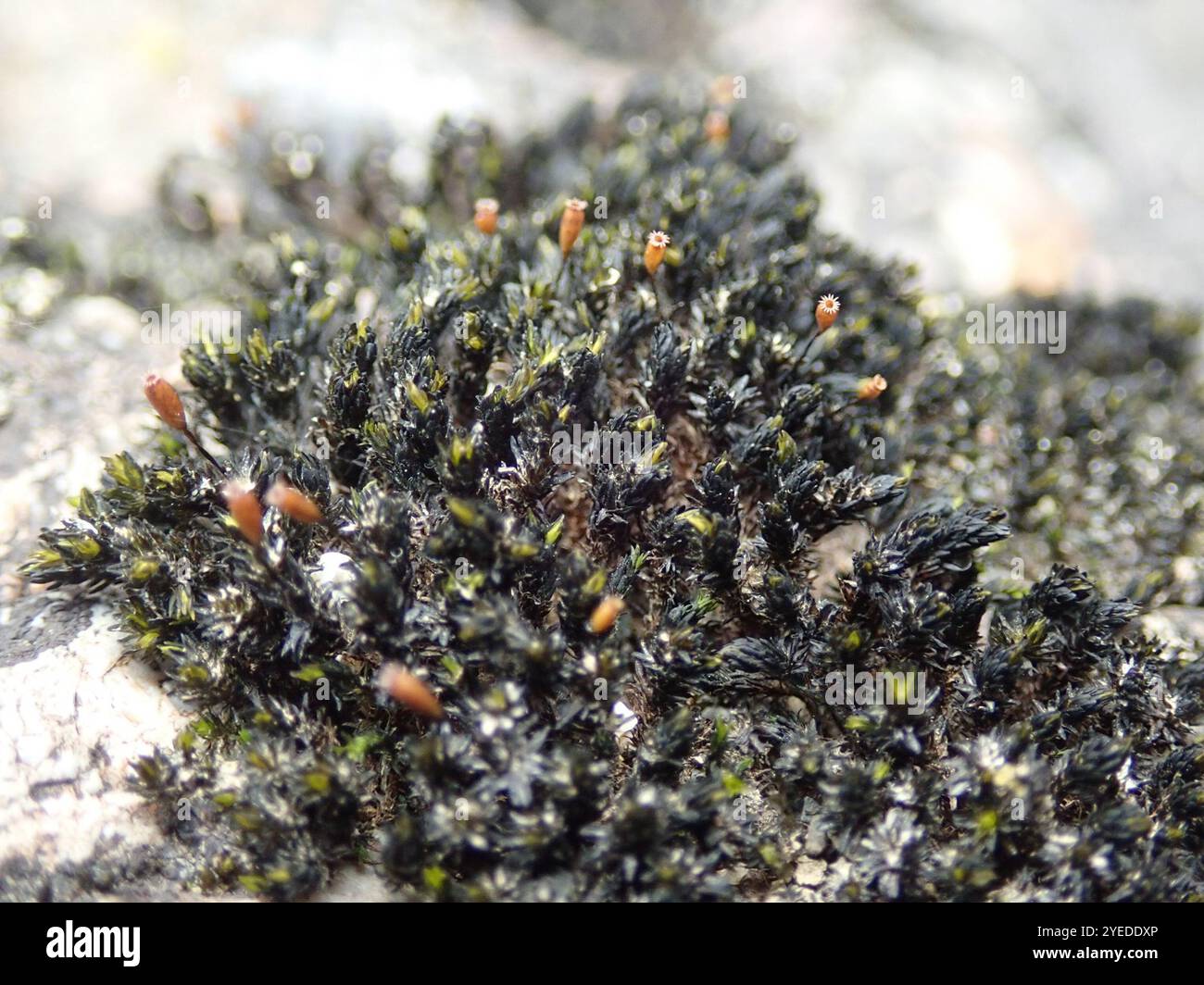 Yellow fringe moss hi-res stock photography and images - Alamy