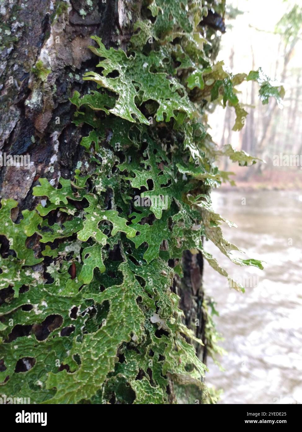 Tree Lungwort (Lobaria pulmonaria Stock Photo - Alamy