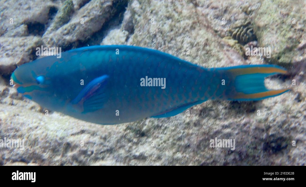 Queen parrotfish hi-res stock photography and images - Alamy