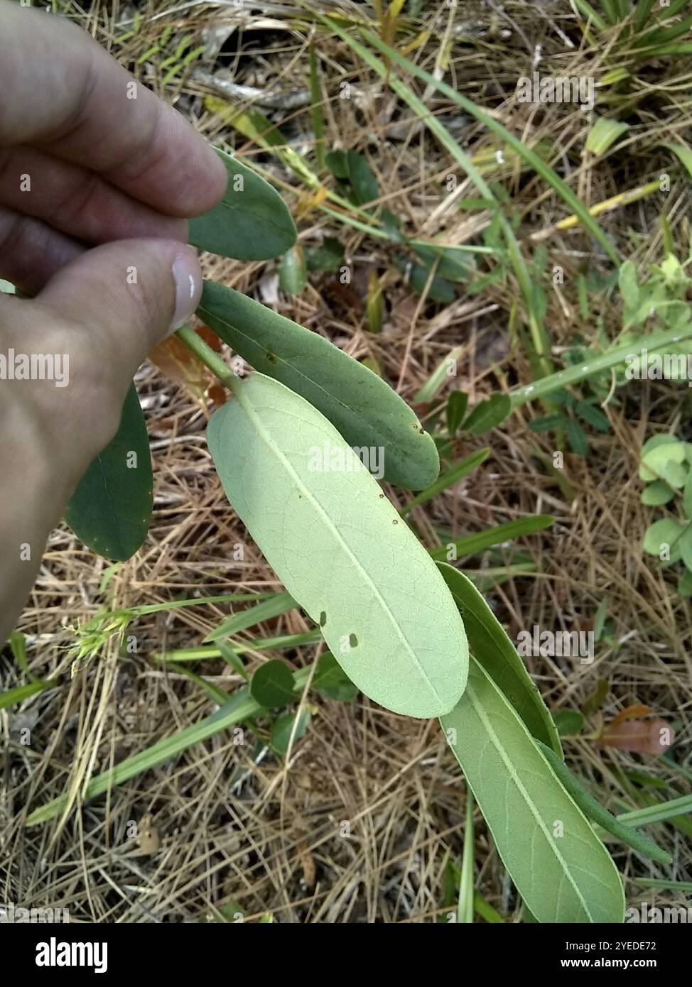 netted pawpaw (Asimina reticulata Stock Photo - Alamy