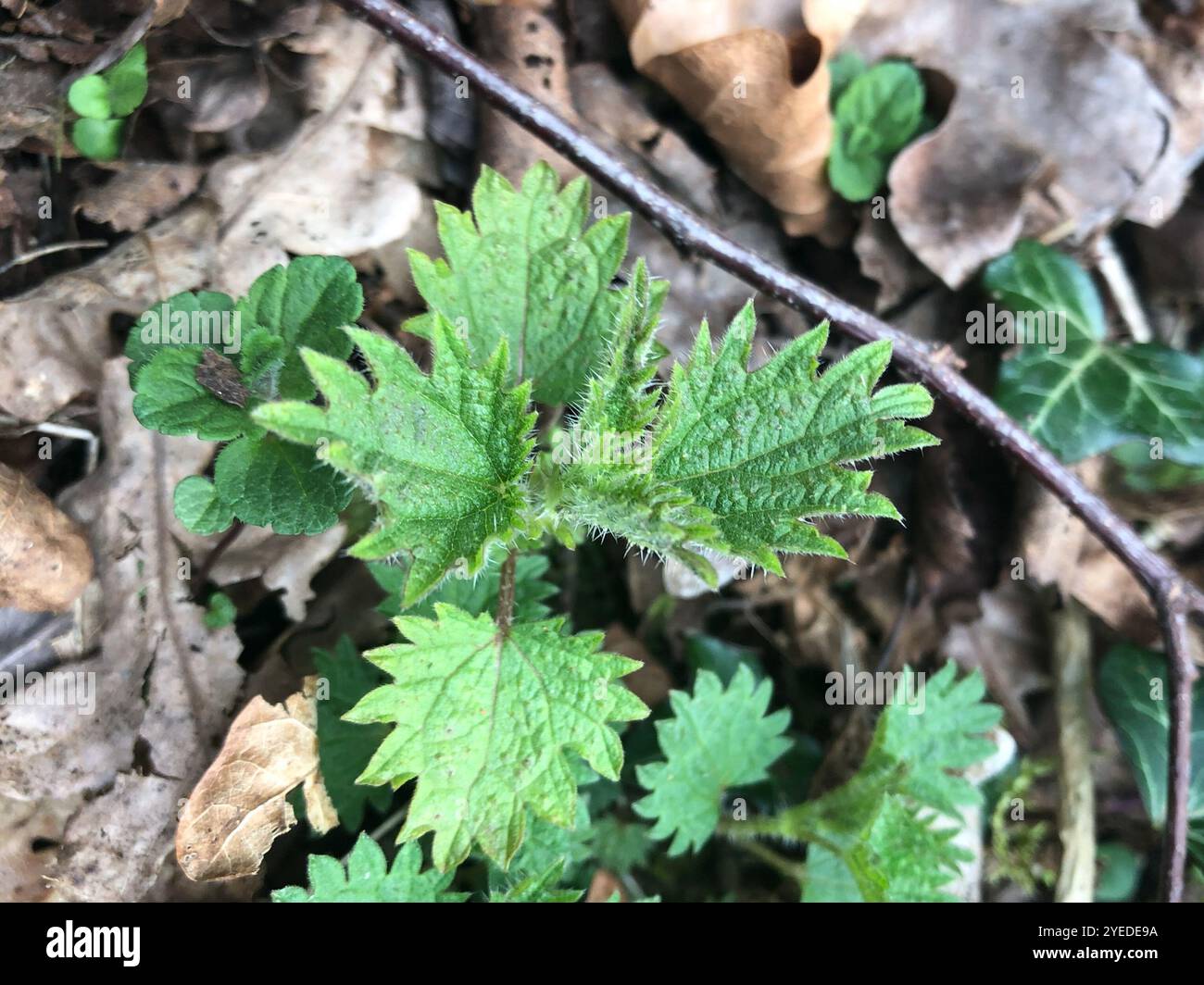Dwarf Nettle (Urtica urens Stock Photo - Alamy