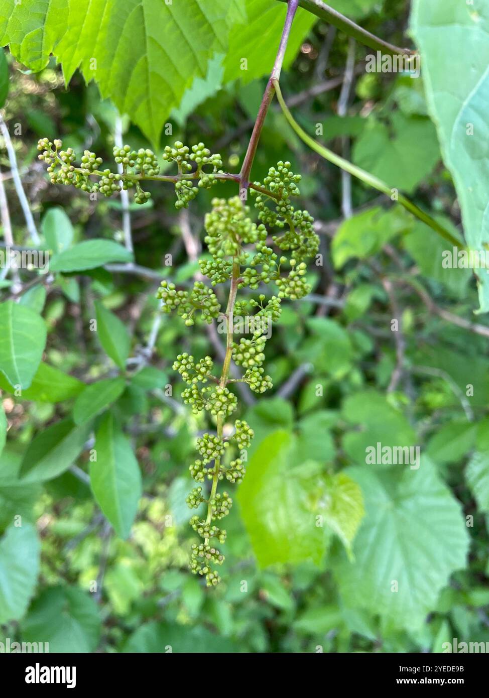 graybark grape (Vitis cinerea Stock Photo - Alamy