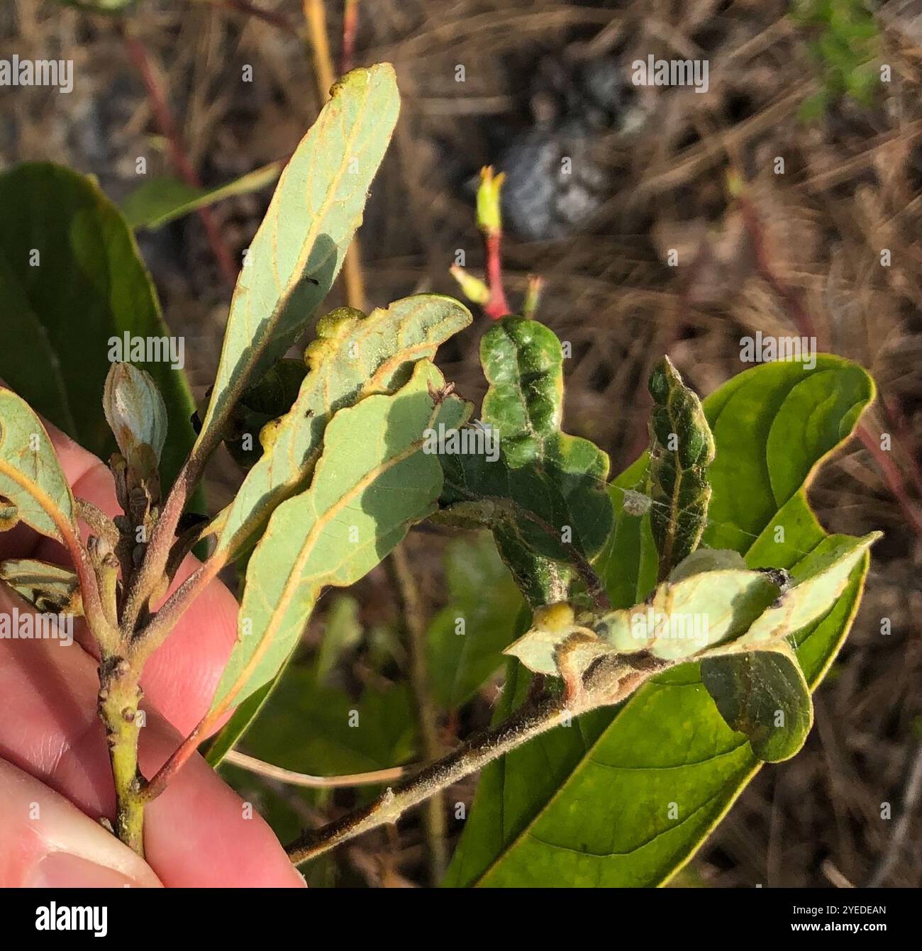 Swamp Bay (Persea palustris Stock Photo - Alamy