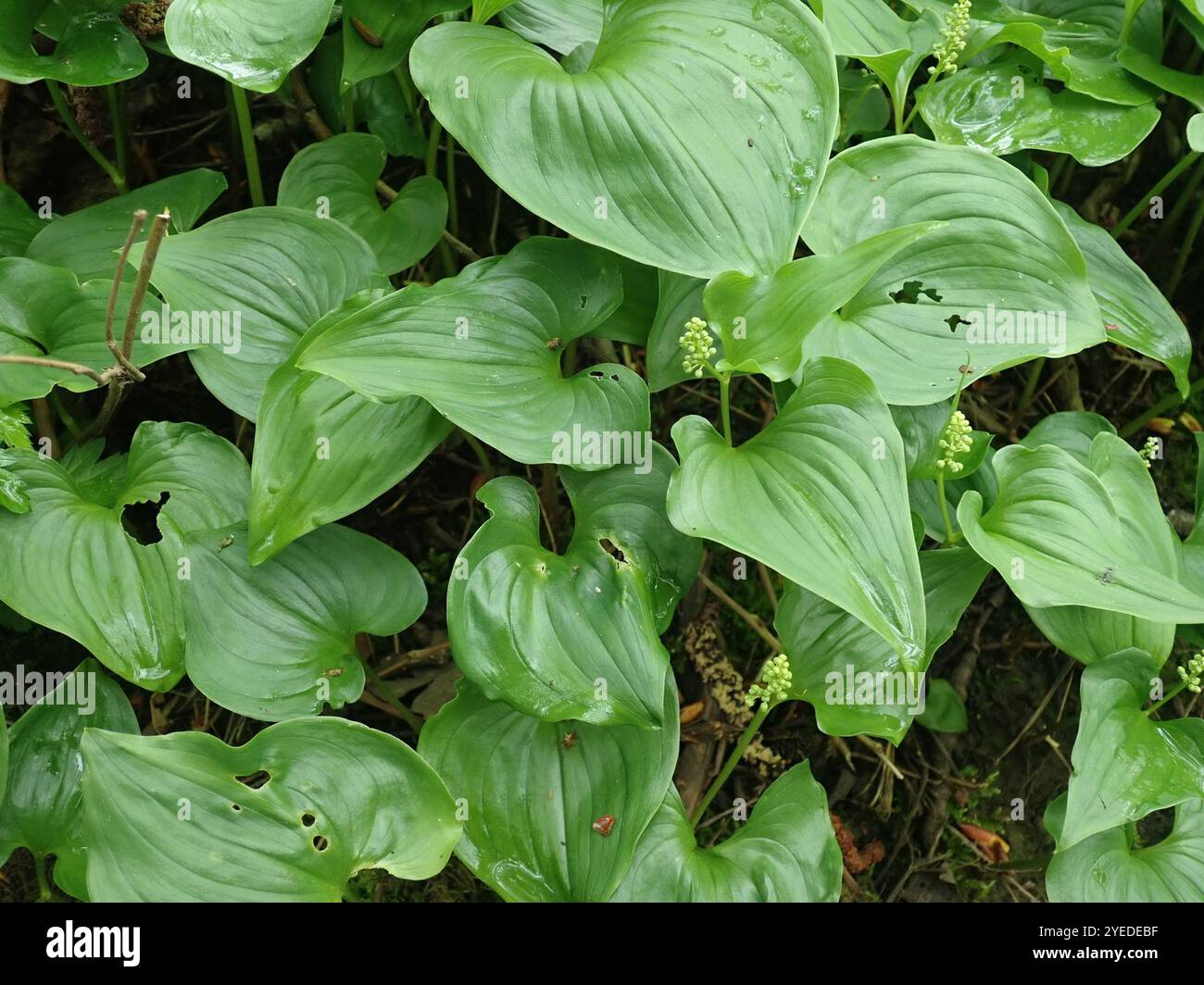 Western Lily of the Valley (Maianthemum dilatatum Stock Photo - Alamy
