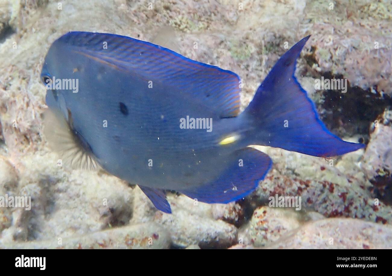Atlantic Blue Tang (Acanthurus coeruleus Stock Photo - Alamy