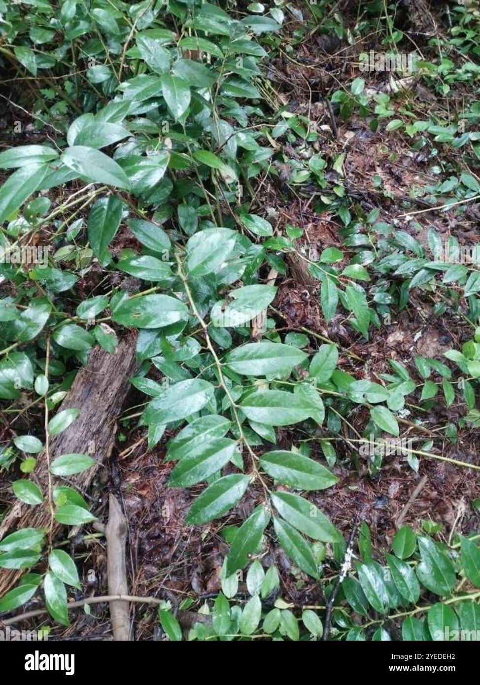 mountain doghobble (Leucothoe fontanesiana Stock Photo - Alamy