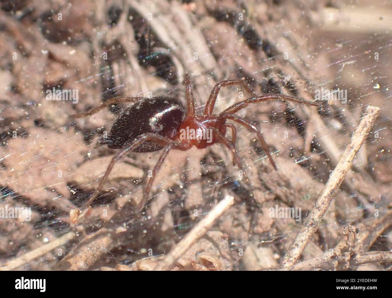 Labyrinth spider (Agelena labyrinthica Stock Photo - Alamy