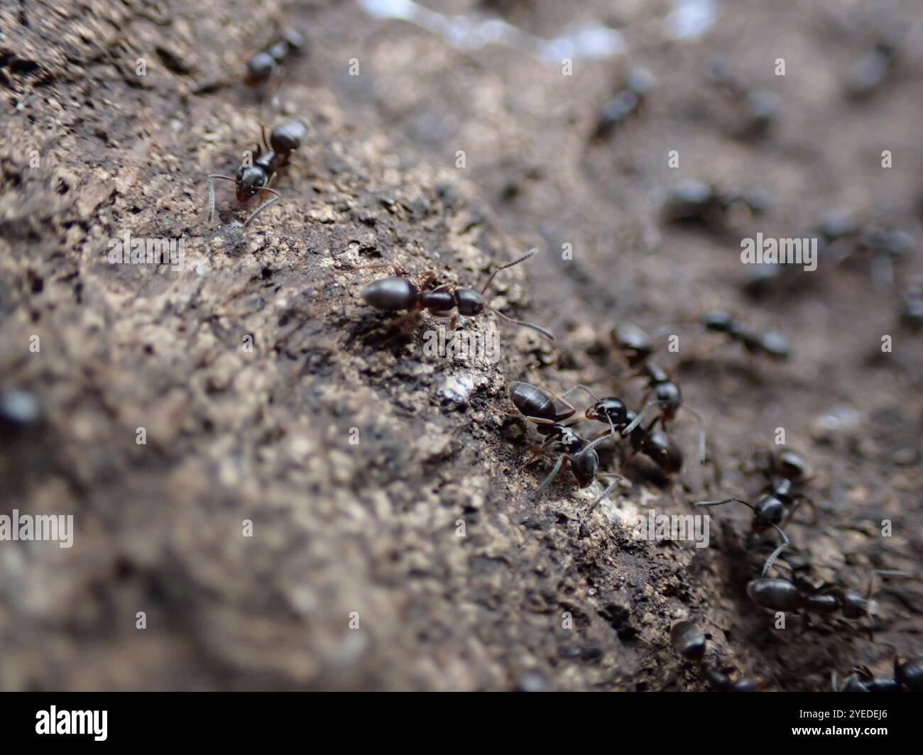 Odorous House Ant (Tapinoma sessile Stock Photo - Alamy