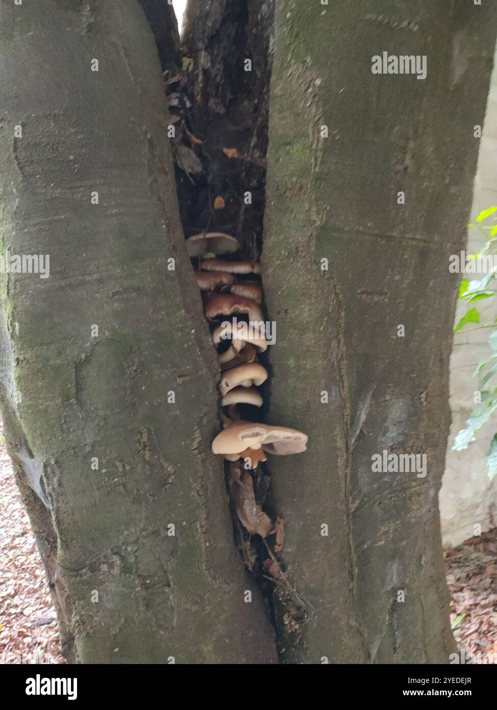 Cyclocybe parasitica hi-res stock photography and images - Alamy