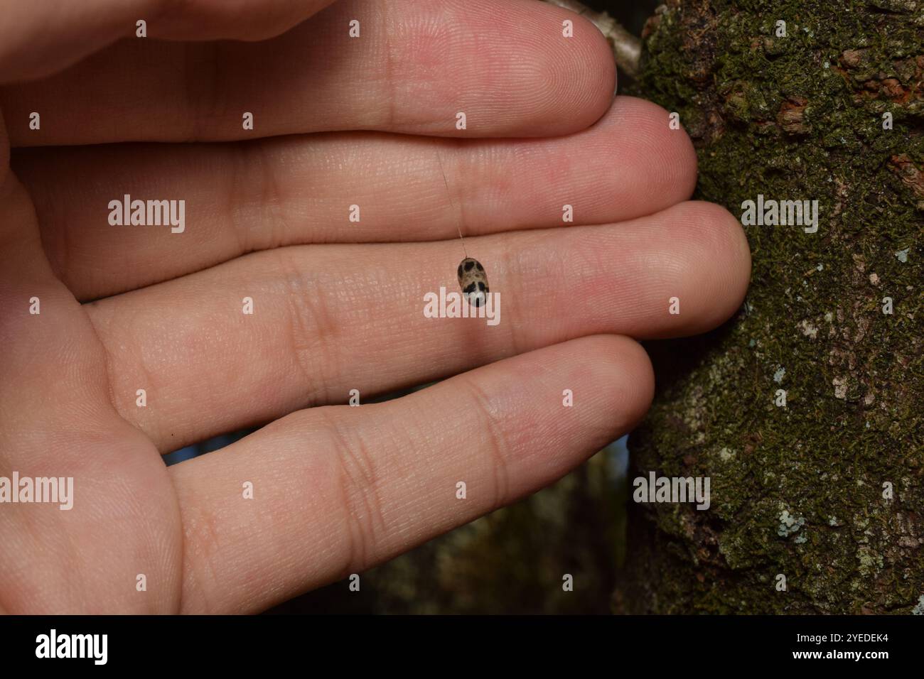 Charops hi-res stock photography and images - Alamy