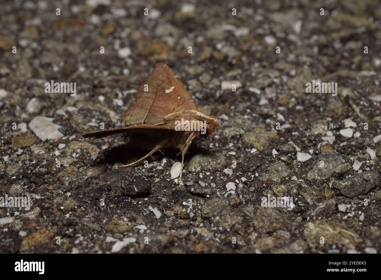 Gladiata hi-res stock photography and images - Alamy