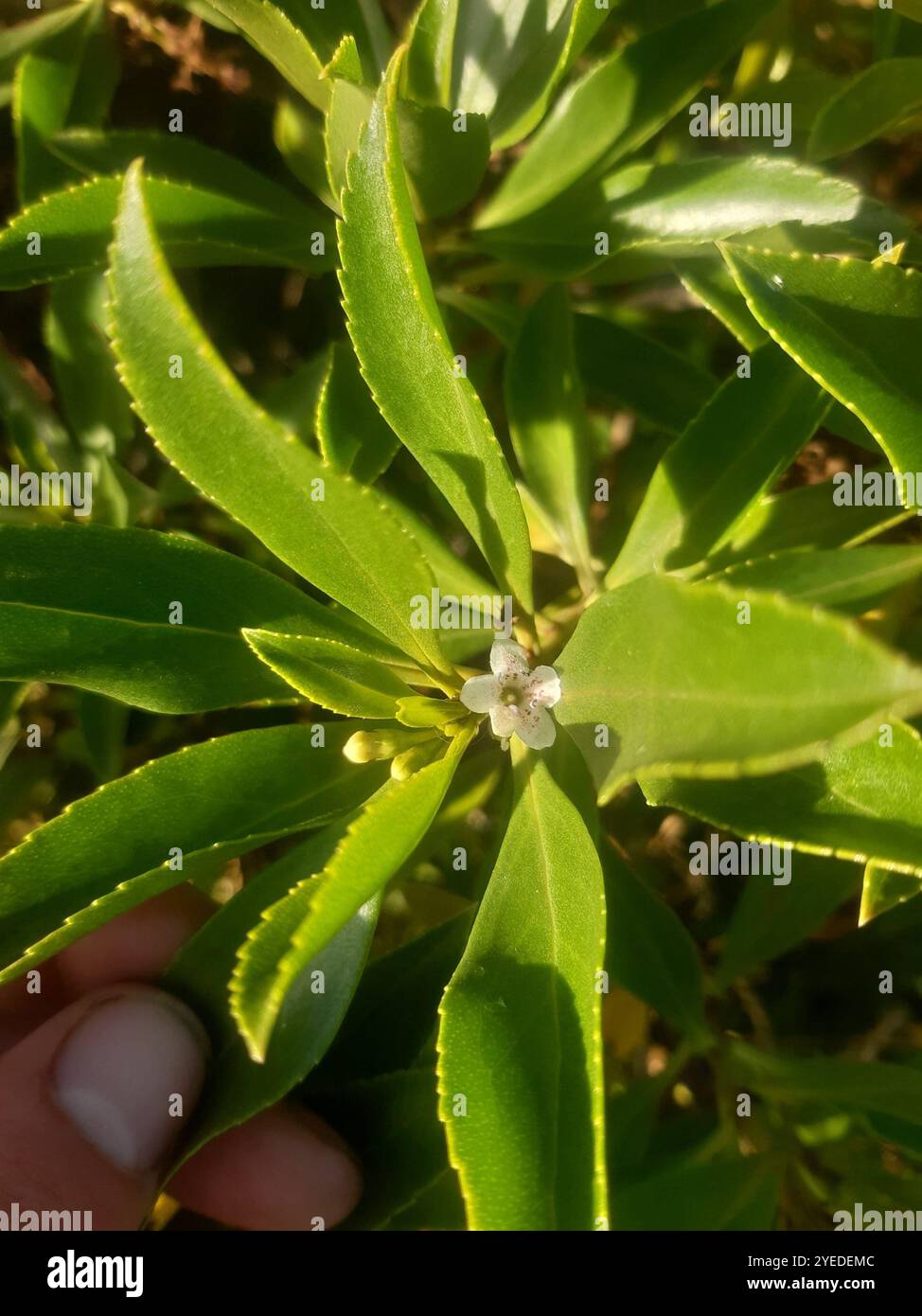 Myoporum insulare hi-res stock photography and images - Alamy