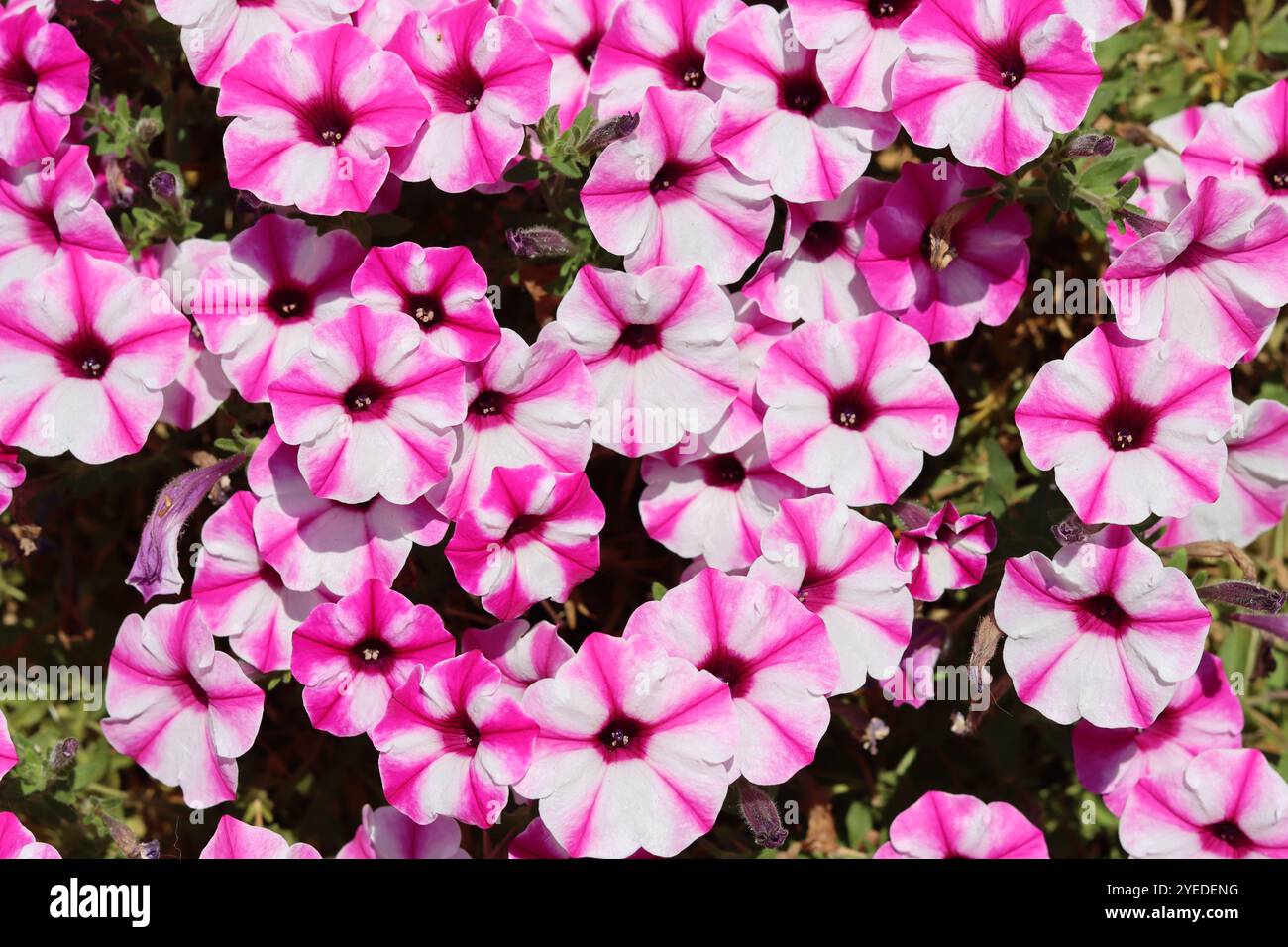 Masses of bright pink and white petunias Stock Photo - Alamy