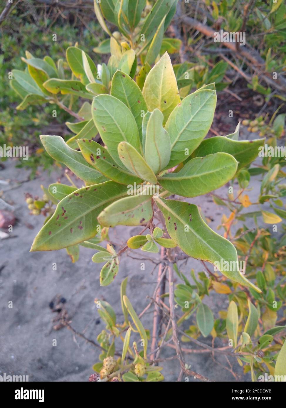 Green Buttonwood (Conocarpus erectus Stock Photo - Alamy