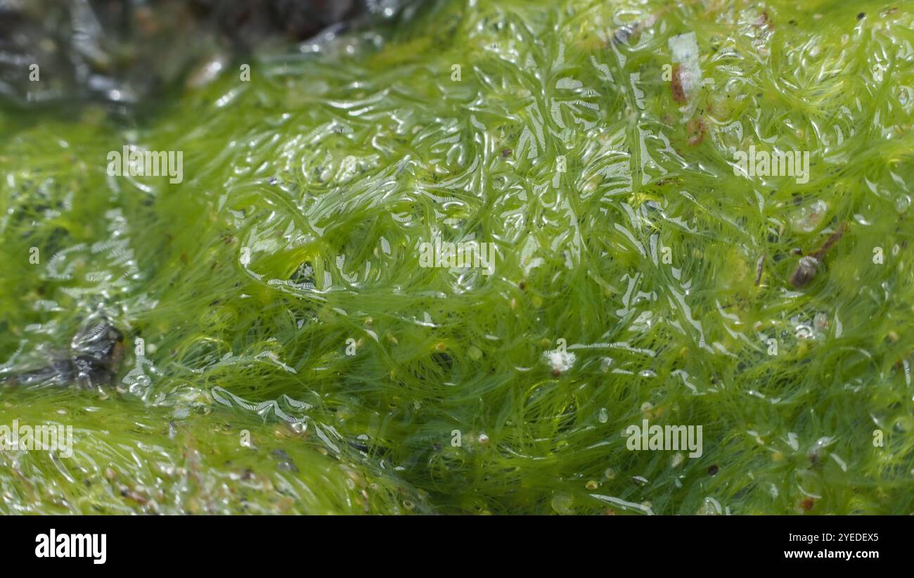 green algae (Chlorophyta Stock Photo - Alamy
