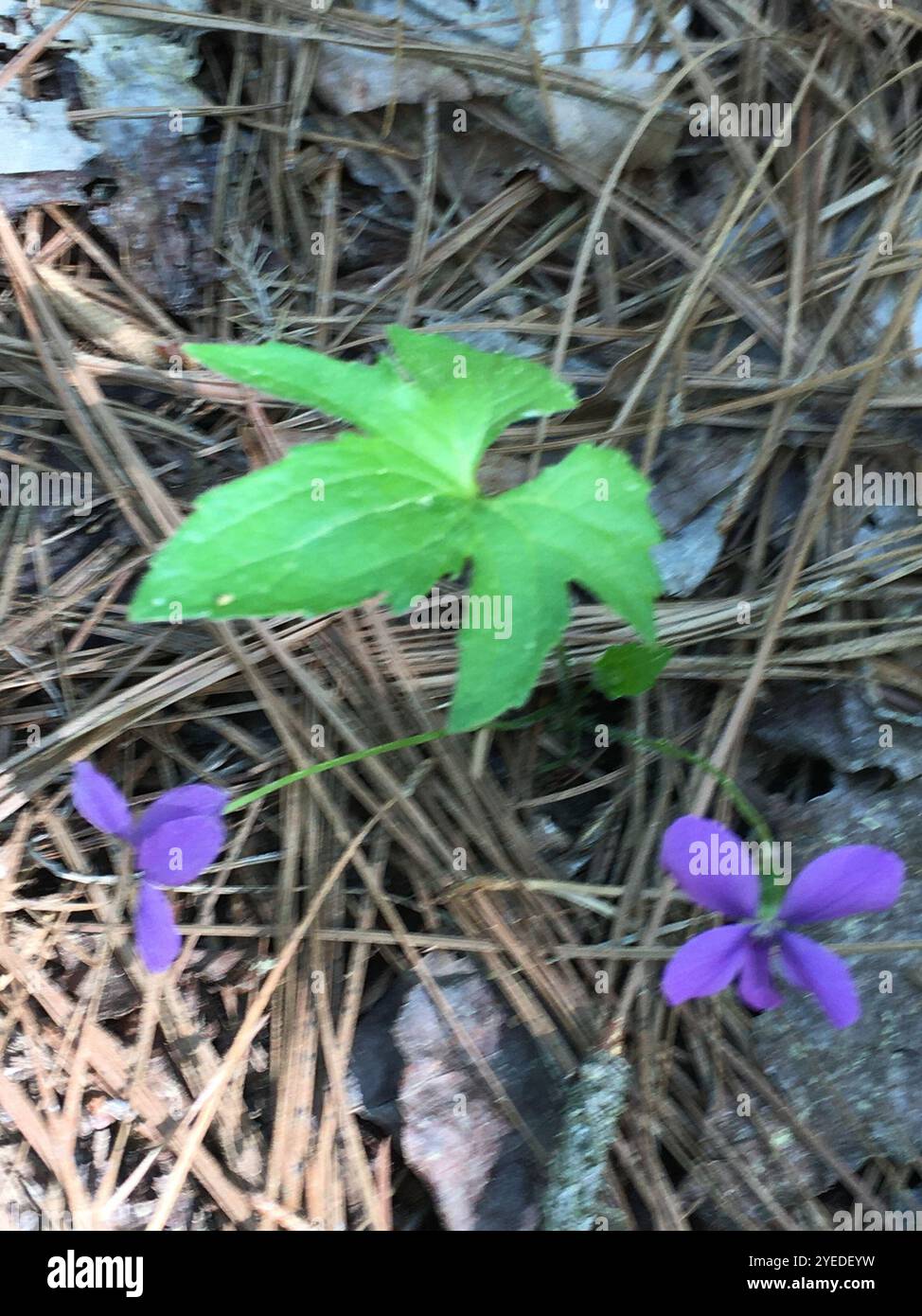 Viola palmata hi-res stock photography and images - Alamy