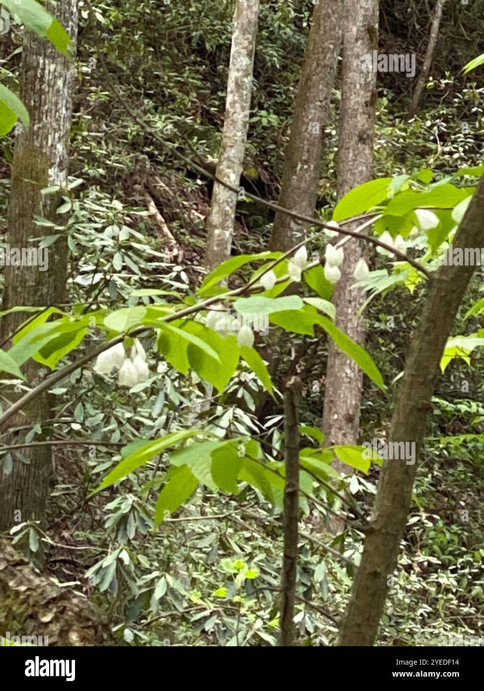 mountain silverbell (Halesia tetraptera Stock Photo - Alamy