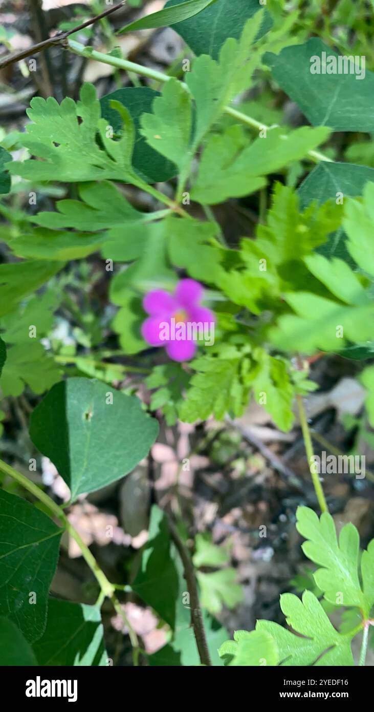 Little-Robin (Geranium purpureum Stock Photo - Alamy