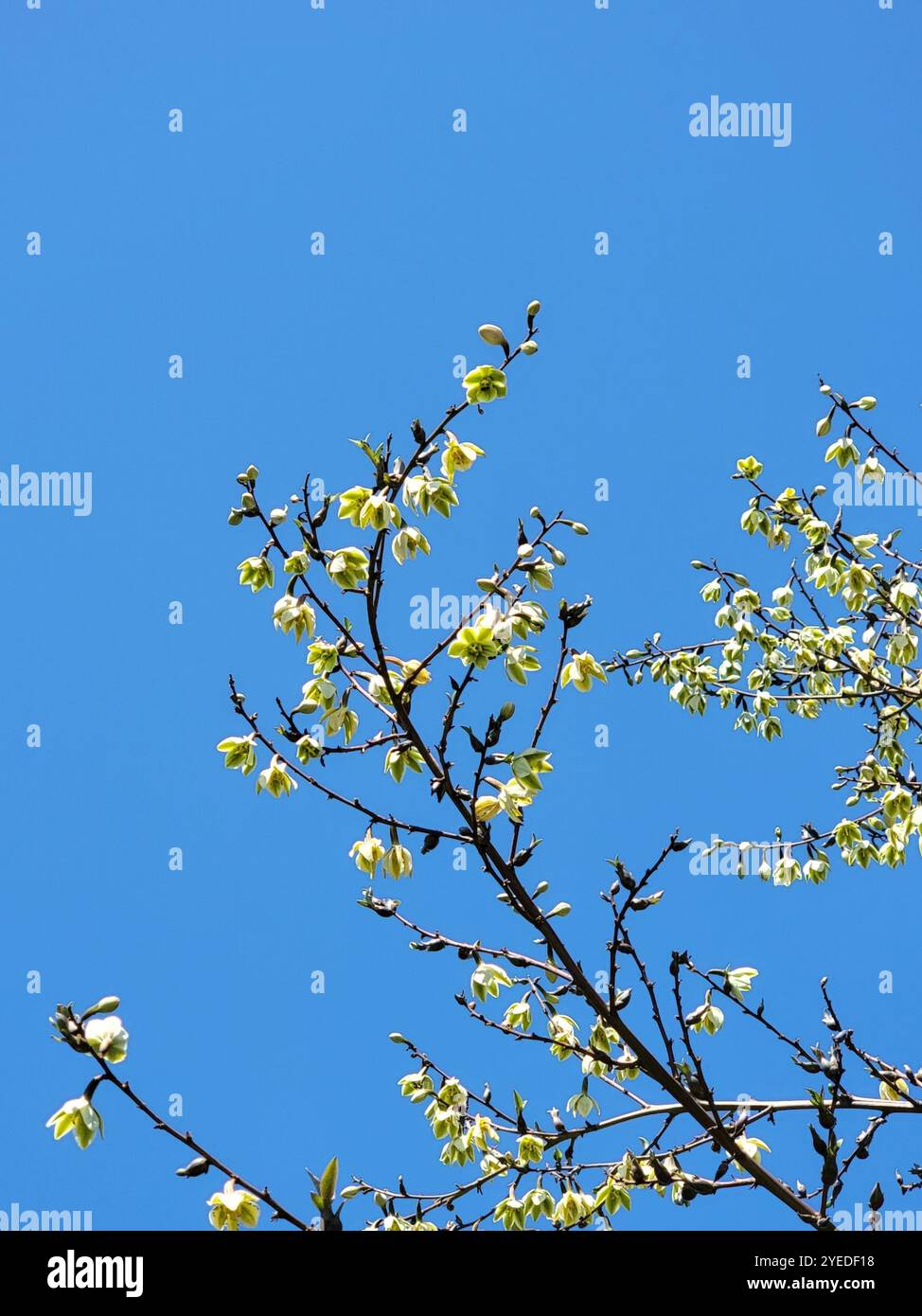 Hemp furcraea hi-res stock photography and images - Alamy