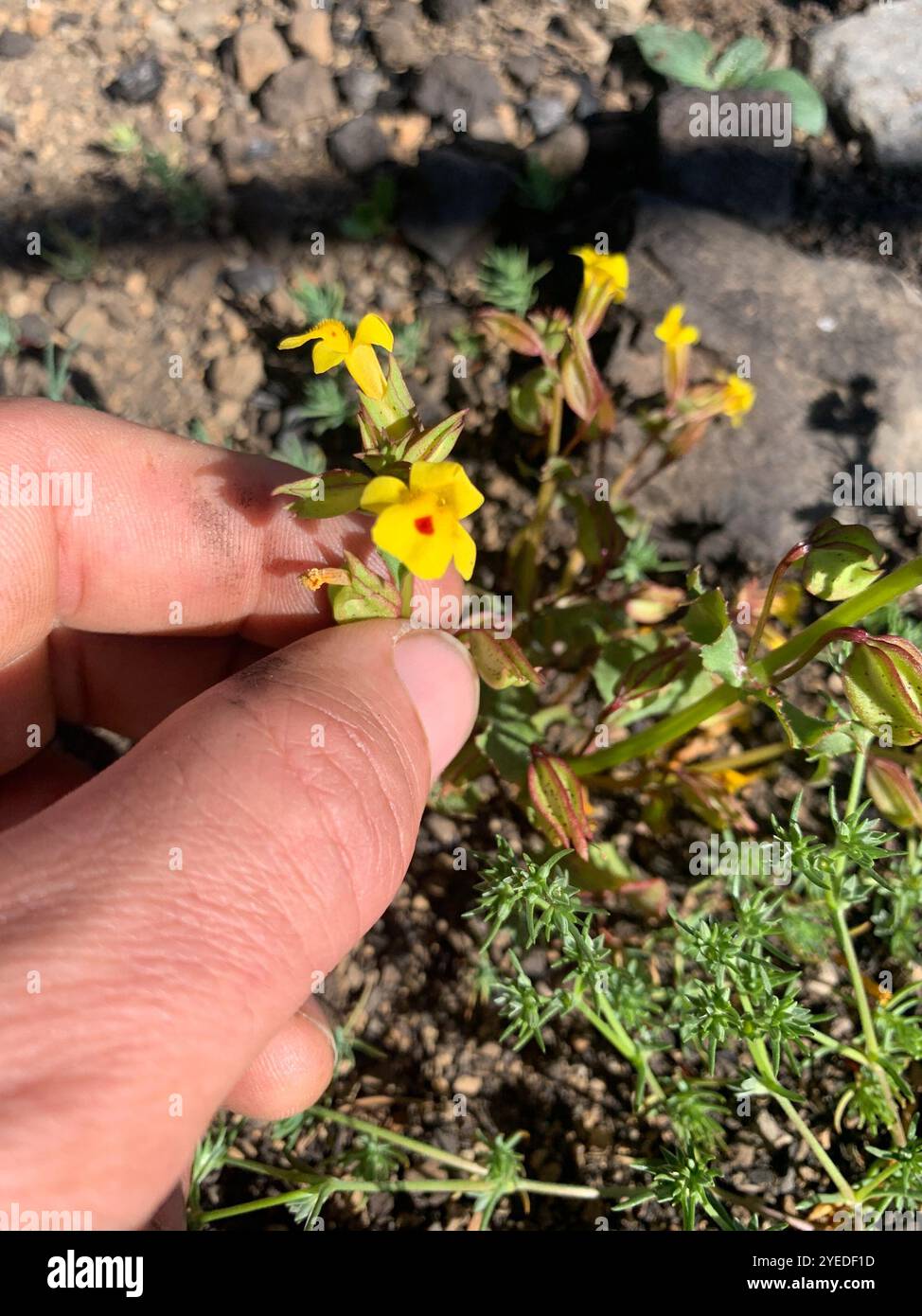 shy monkeyflower (Erythranthe nasuta Stock Photo - Alamy