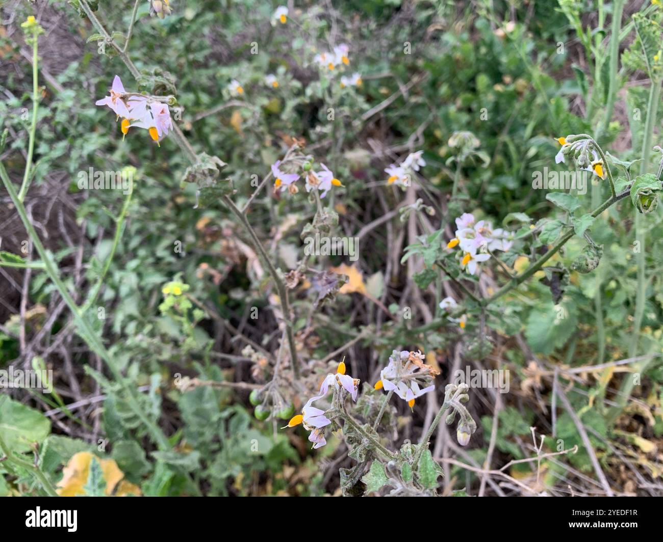 greenspot nightshade (Solanum douglasii Stock Photo - Alamy
