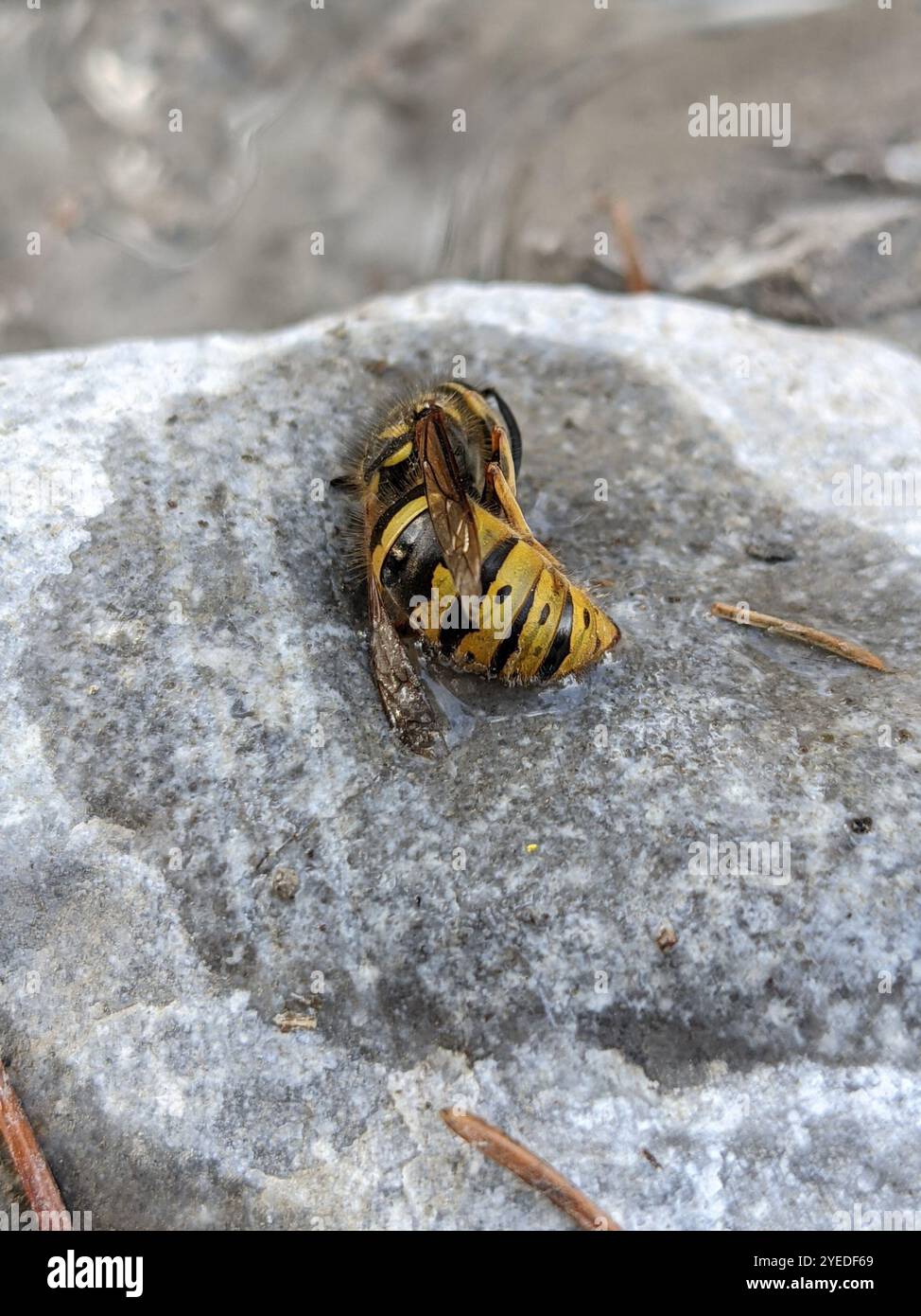 Common European Yellowjacket (Vespula vulgaris Stock Photo - Alamy