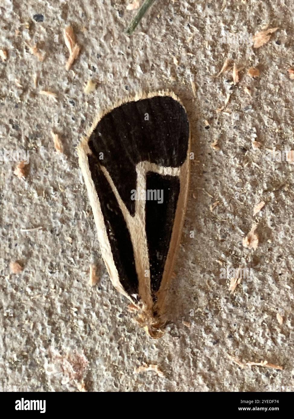 Banded Tiger Moth (Apantesis vittata Stock Photo - Alamy