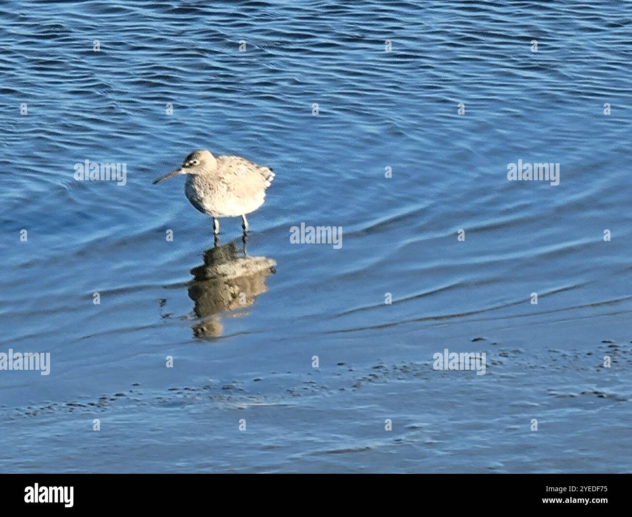 Tringa inornata hi-res stock photography and images - Alamy