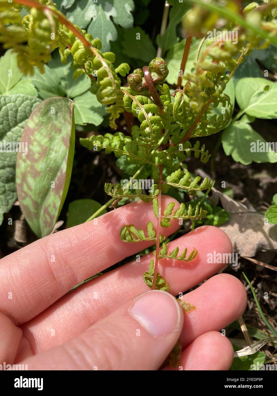 bulblet fern (Cystopteris bulbifera Stock Photo - Alamy