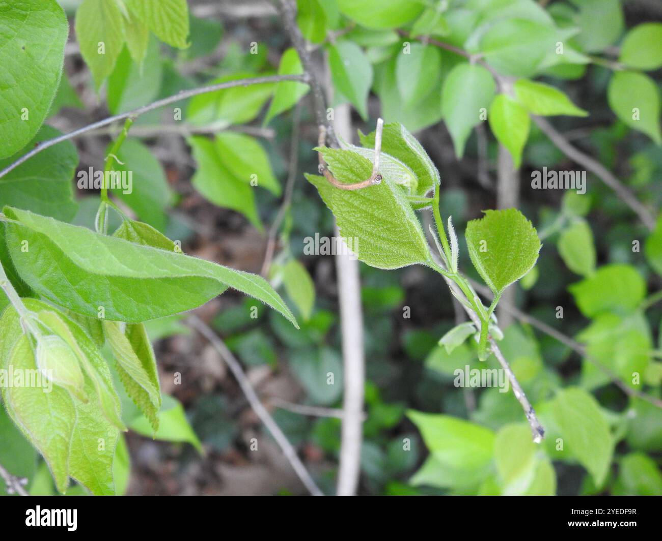 Hackberry Petiole Gall Psyllid (Pachypsylla venusta Stock Photo - Alamy