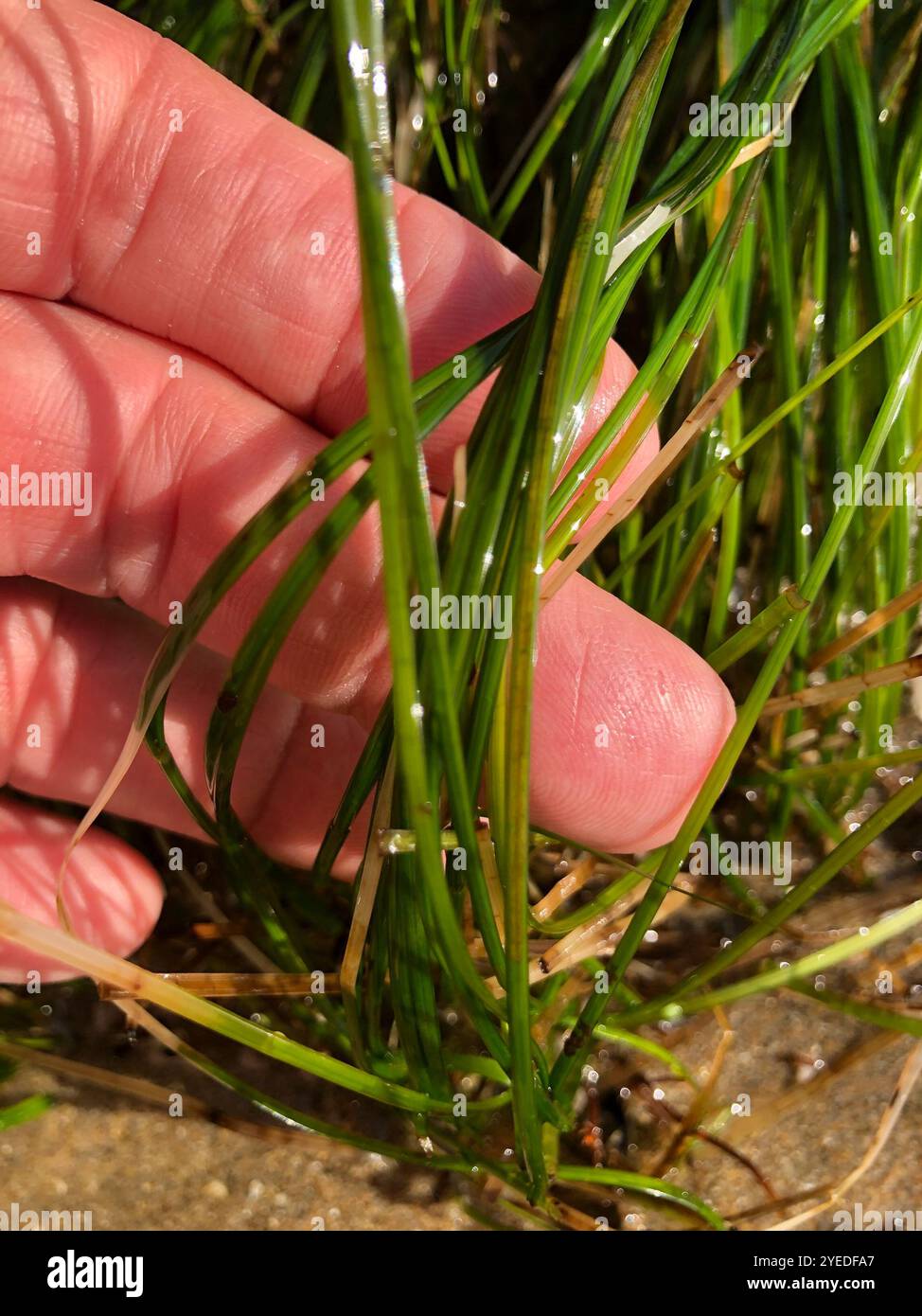 Surfgrass hi-res stock photography and images - Alamy